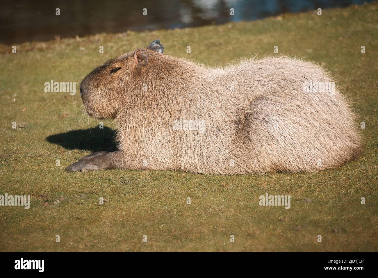 Tropical rodent hi-res stock photography and images - Alamy