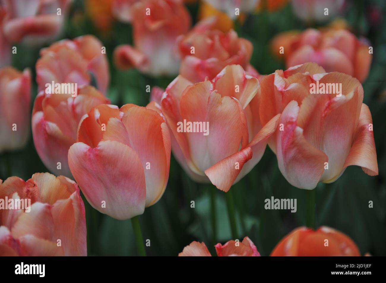 Darwin Hybrid tulips (Tulipa) Orange Pride bloom in a garden in April ...