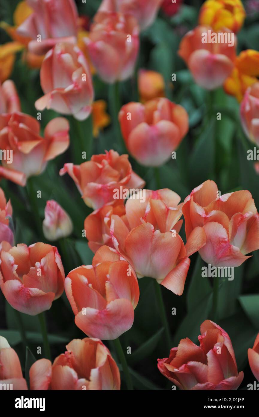 Darwin Hybrid tulips (Tulipa) Orange Pride bloom in a garden in April ...