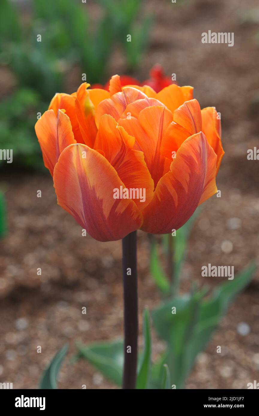 Peony-flowered Double Late tulips (Tulipa) Orange Princess bloom in a ...