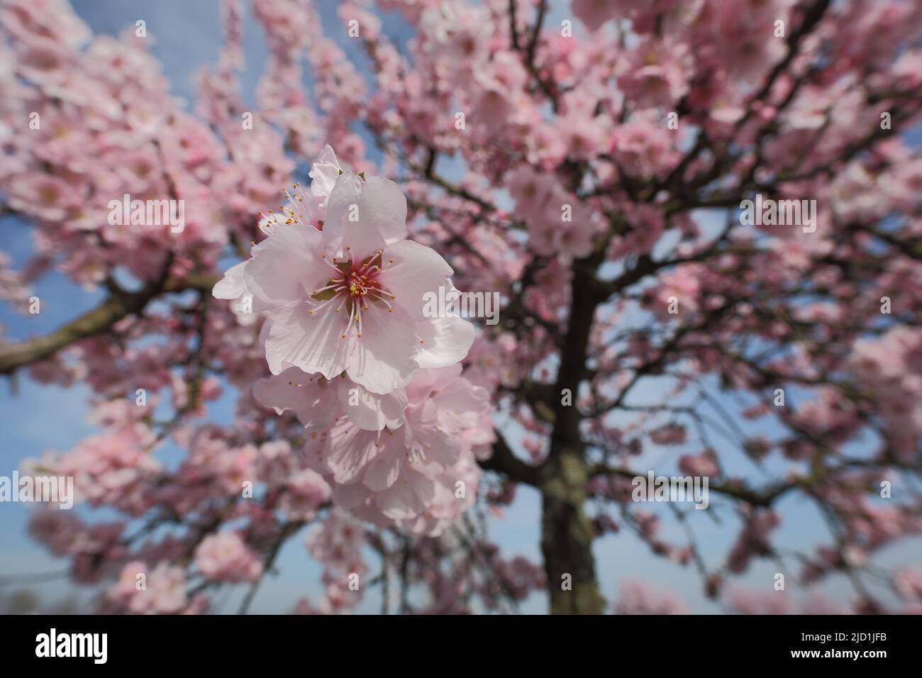 Hallgarten hi-res stock photography and images - Alamy