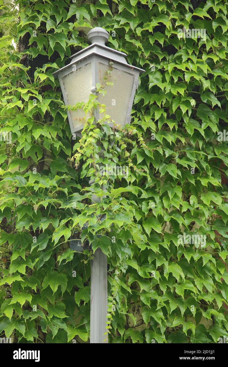 Overgrown grapevine hi-res stock photography and images - Alamy