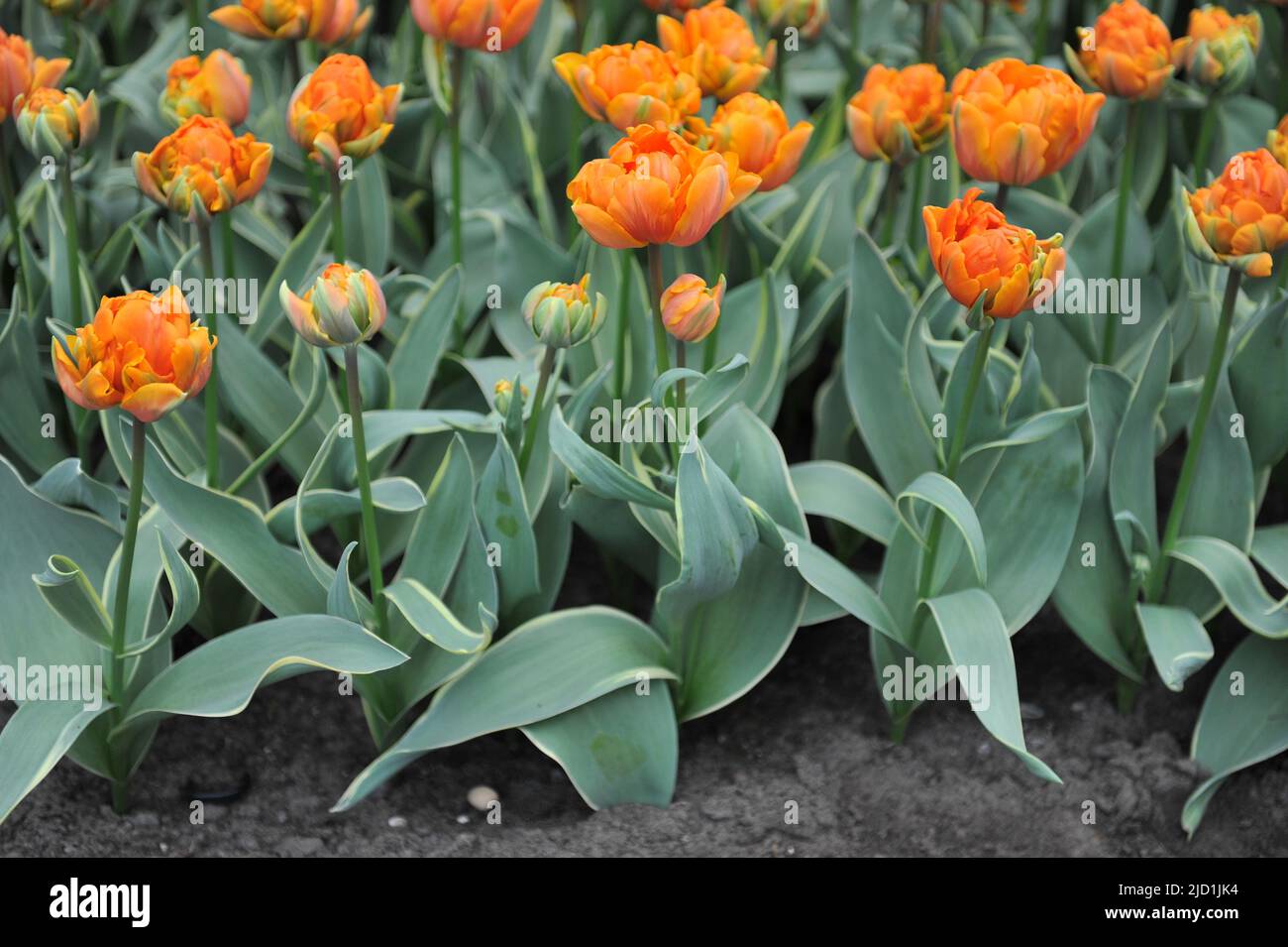 Orange Double Early tulips (Tulipa) Orange Princess Design with ...