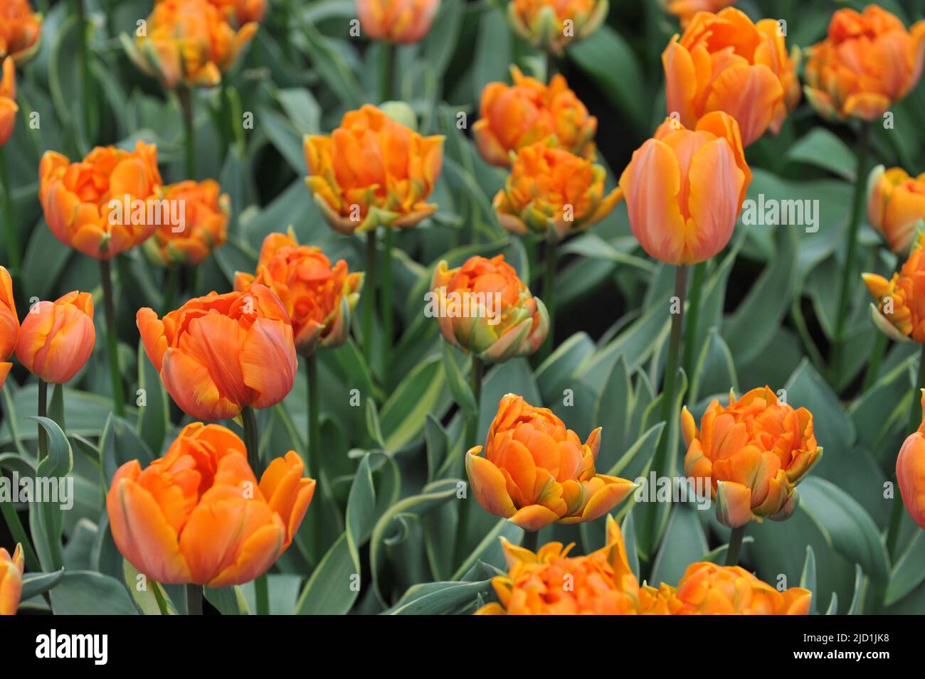 Orange Double Early tulips (Tulipa) Orange Princess Design with ...