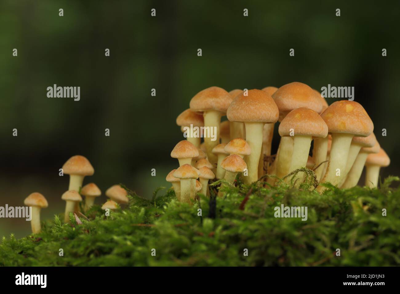 Group brick cap (Hypholoma sublateritium) in Eppstein, Taunus, Hesse ...
