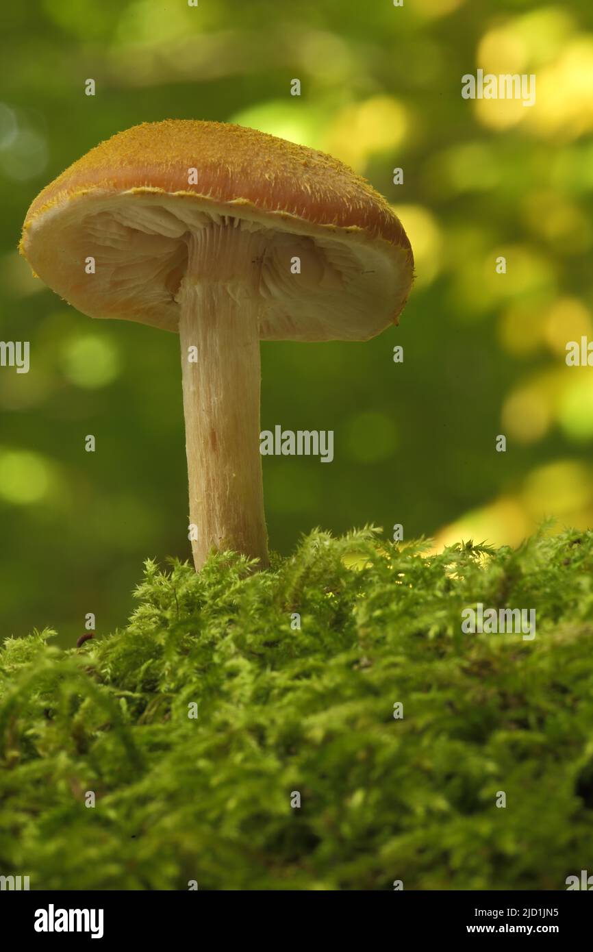Ringless ringless honey fungus (Armillaria tabescens) with bokeh in ...