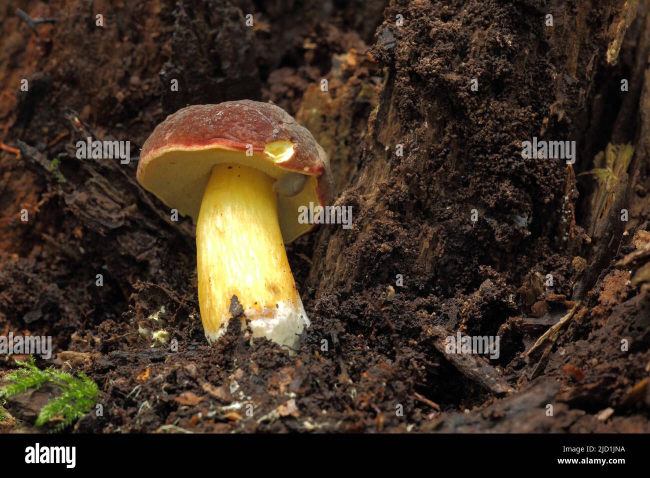 Boletus regius hi-res stock photography and images - Alamy