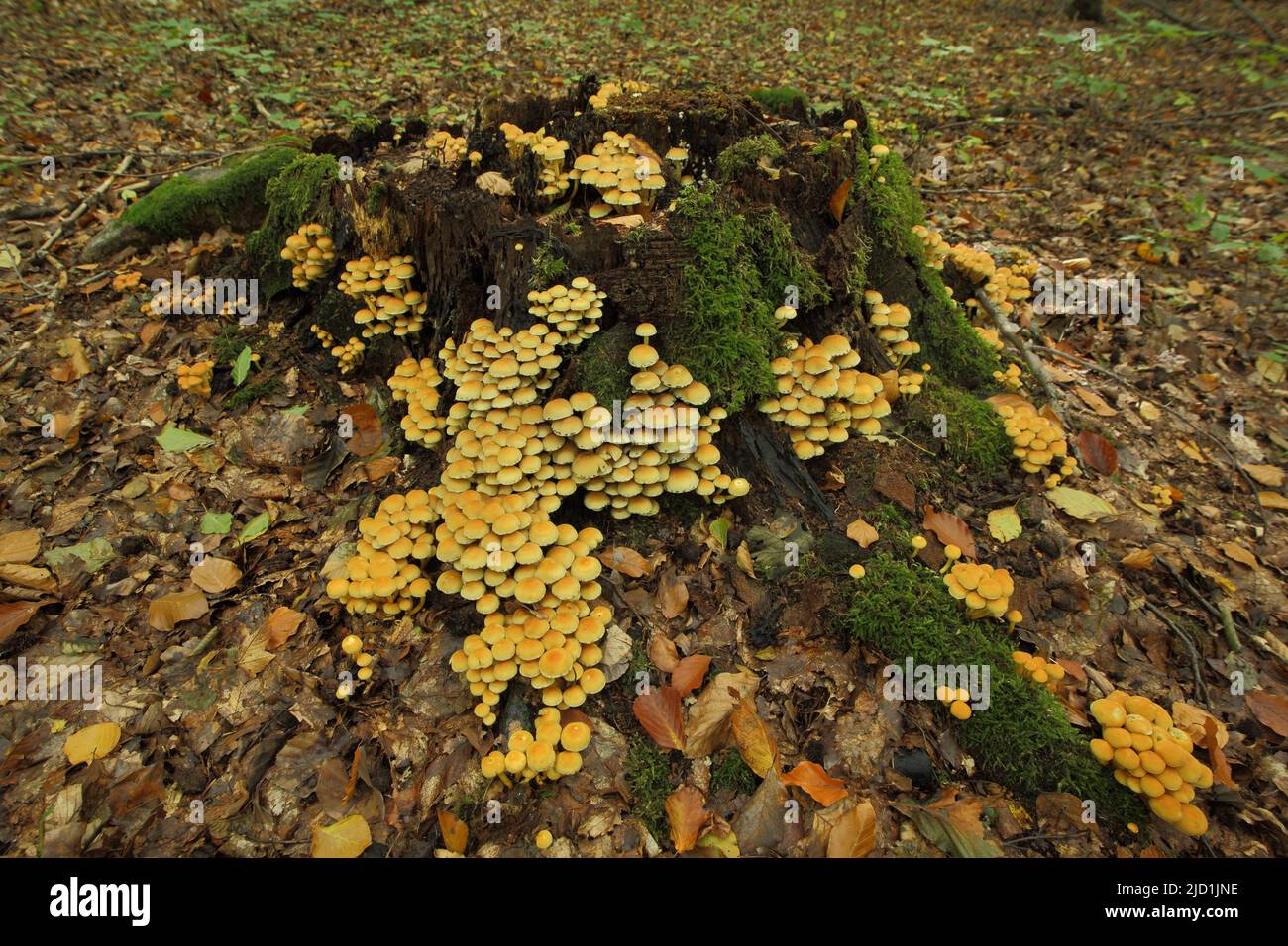 Fungus on dead tree stump hi-res stock photography and images - Alamy