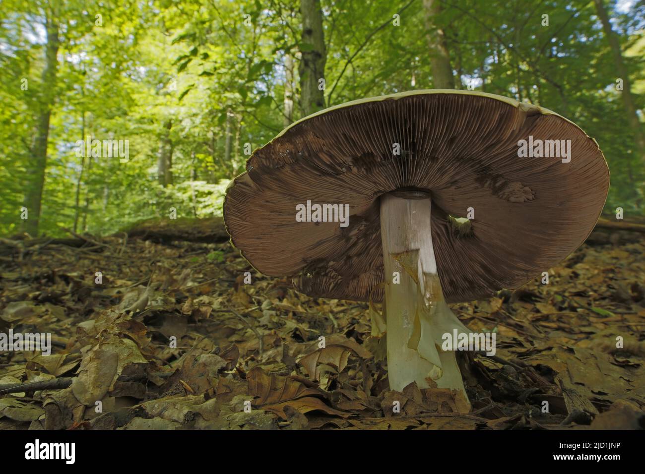 View from below of cap with lamellae of thin-fleshed wood mushroom ...