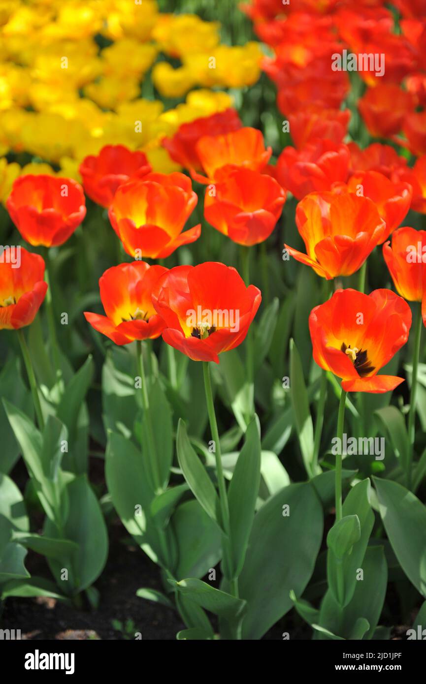 Darwin hybrid tulip orange queen hi-res stock photography and images ...