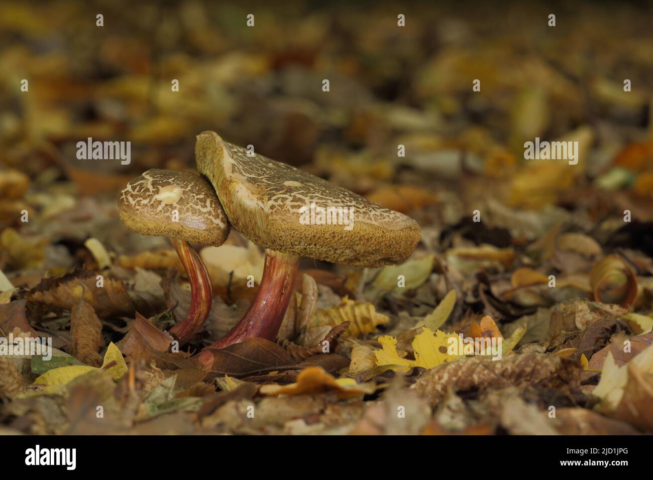 Two red cracking bolete (Xerocomus chrysenteron) in Eppstein, Taunus ...