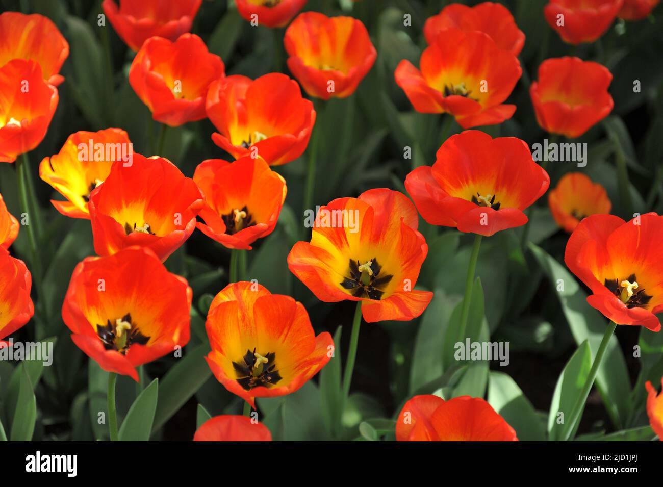 Darwin hybrid tulip orange queen hi-res stock photography and images ...