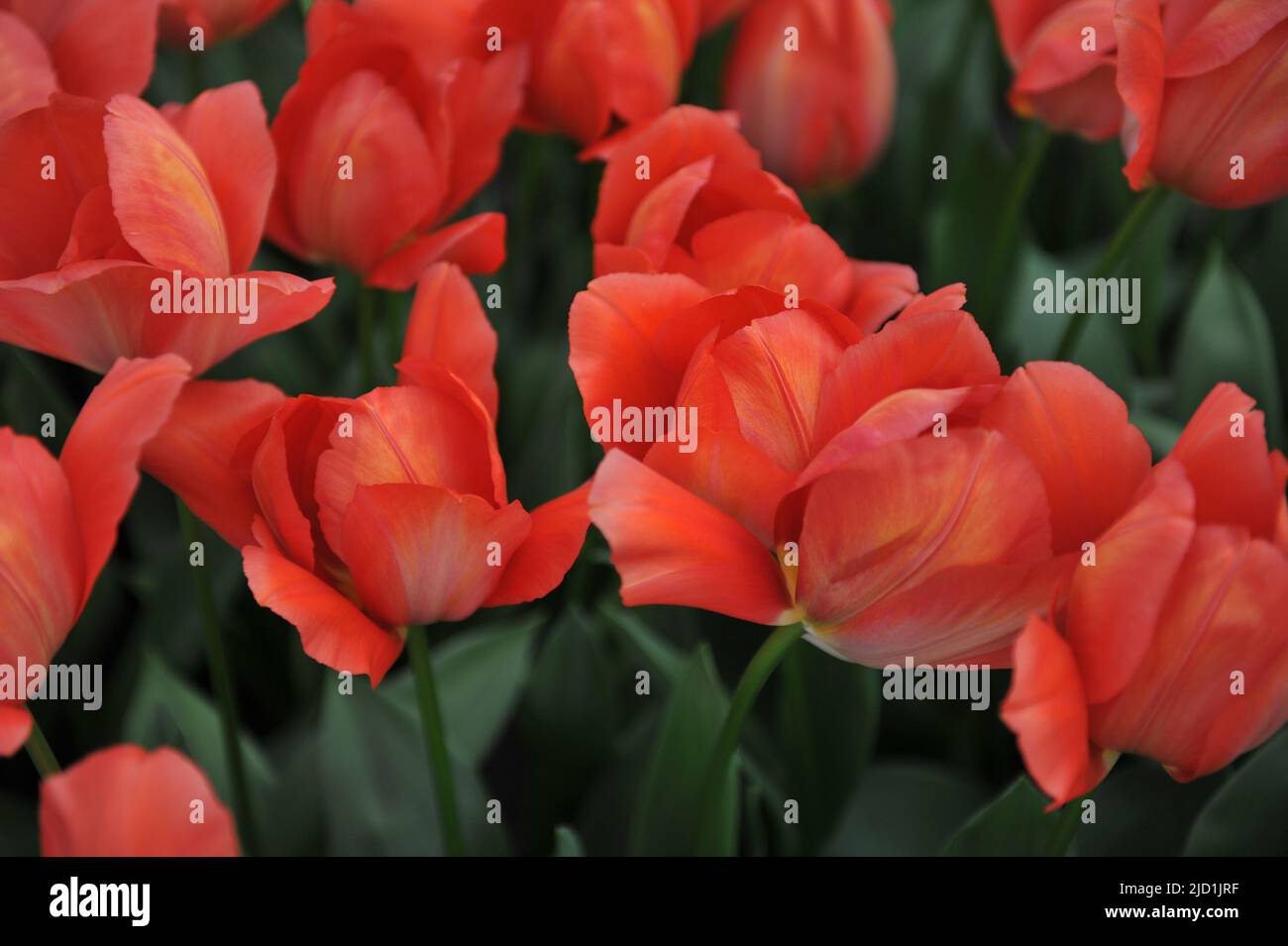 Red Darwin Hybrid tulips (Tulipa) Orange van Eijk bloom in a garden in April Stock Photo - Alamy