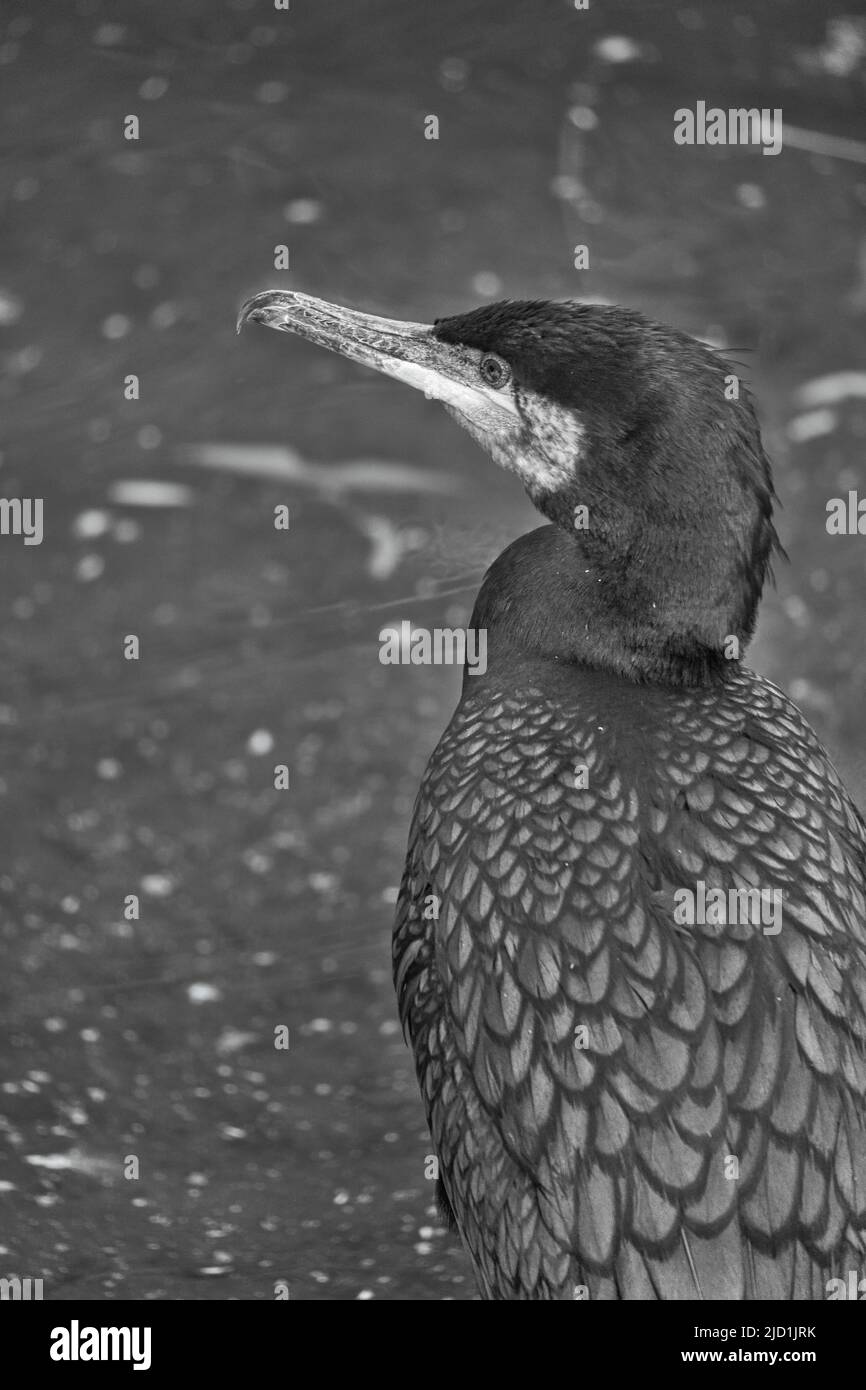 Cormorant bird in black and white in close-up. detailed plumage ...
