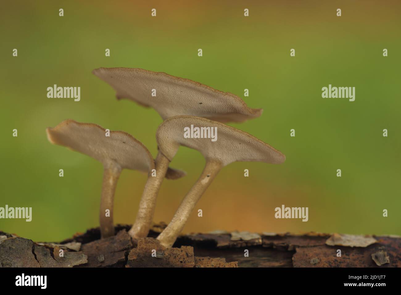 Three winter porlings (Polyporus brumalis) in Eppstein, Taunus, Hesse ...