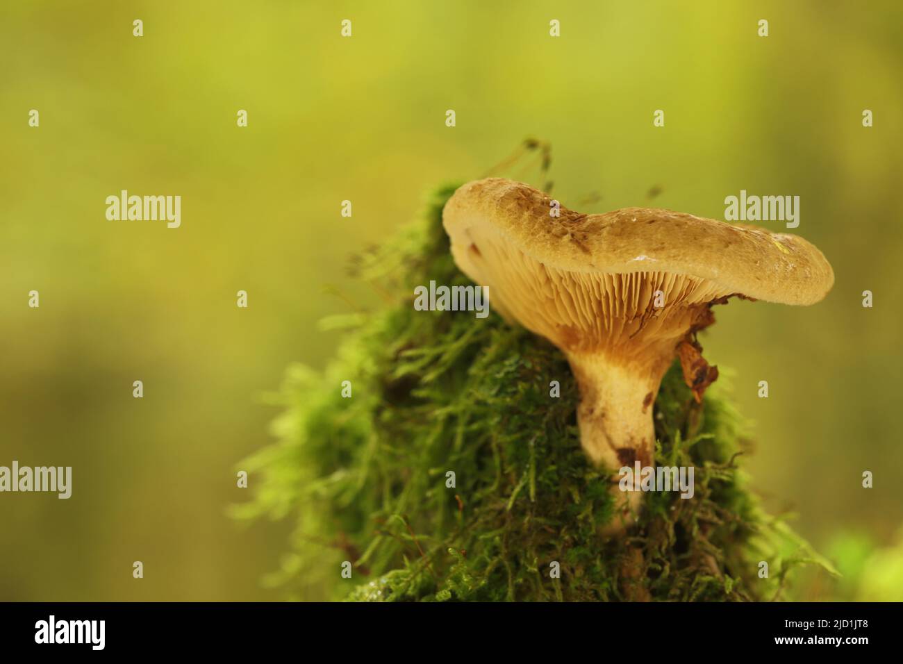 Brown roll-rim (Paxillus involutus) in Eppstein, Taunus, Hesse, Germany ...