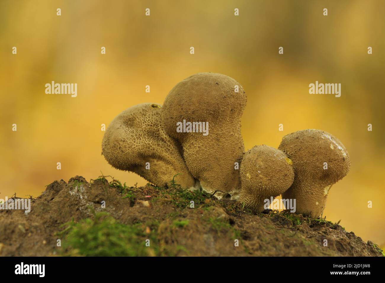 Four Brown umber-brown puffball (Lycoperdon umbrinum) in Eppstein ...