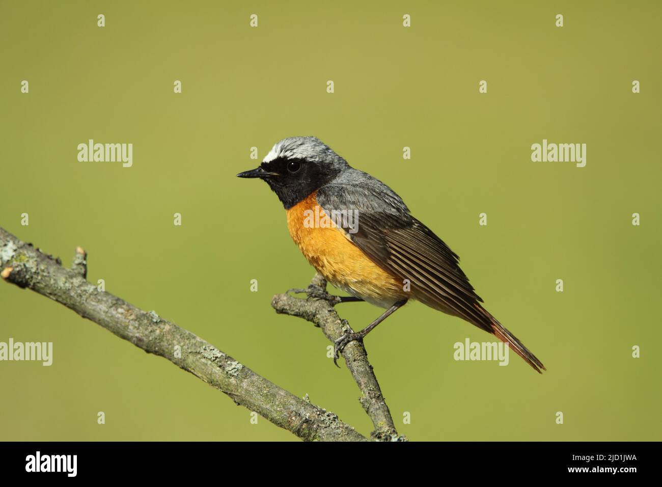 Male common redstart (Phoenicurus phoenicurus) in Hofheim, Hesse ...