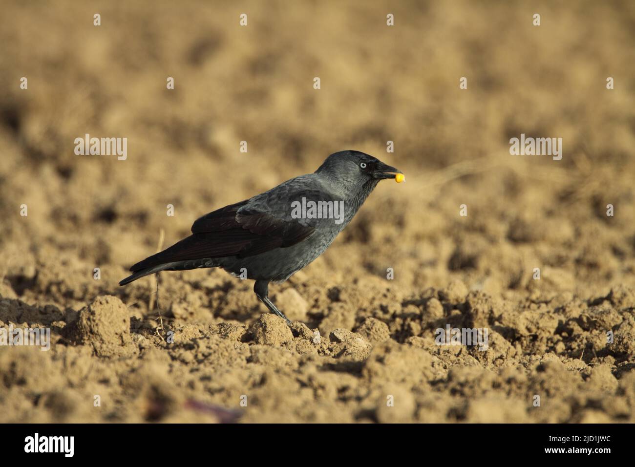 Jackdaw agriculture hi-res stock photography and images - Alamy