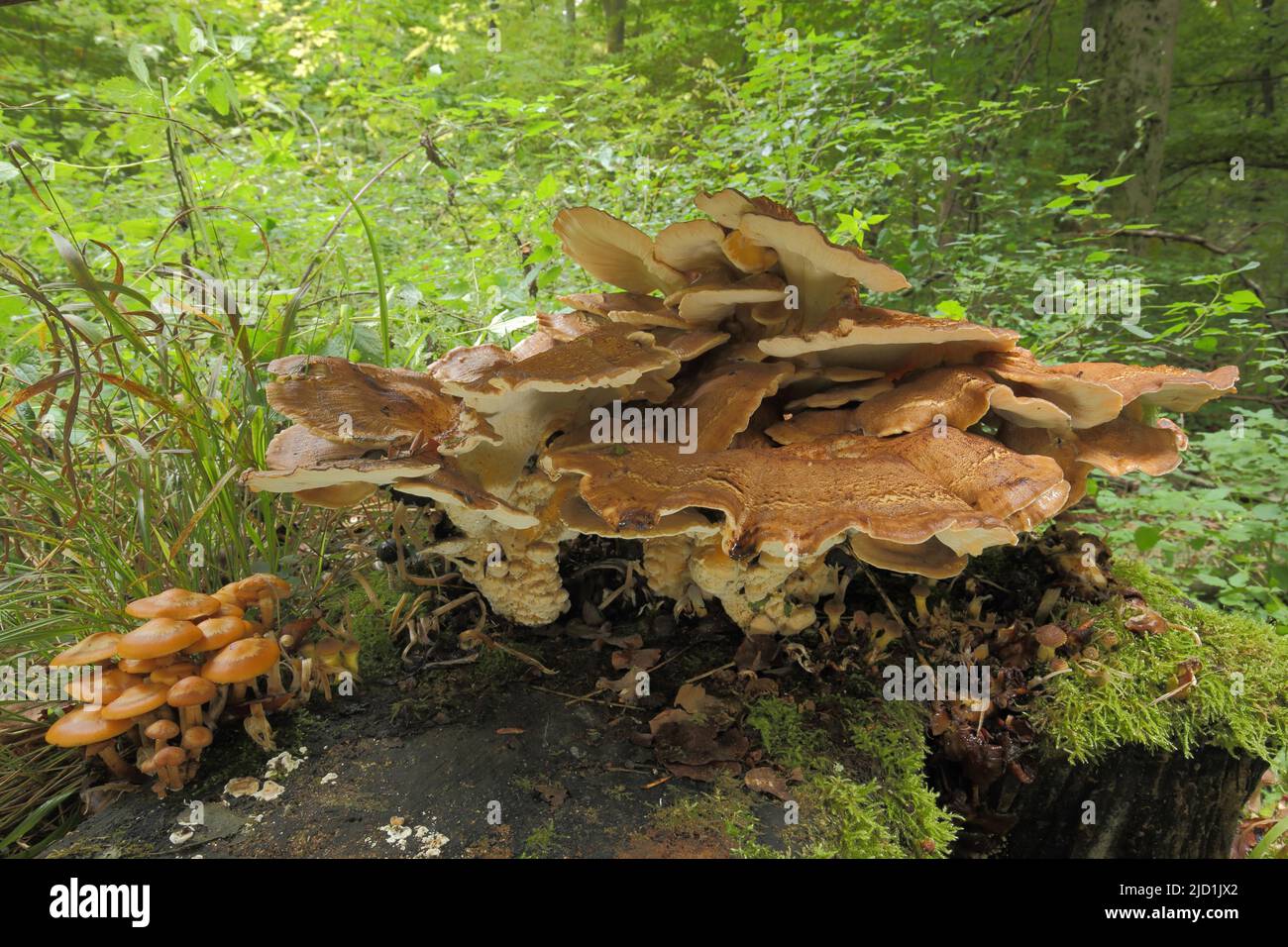 Giant porling (Meripilus giganteus) and a group of stock sponges ...