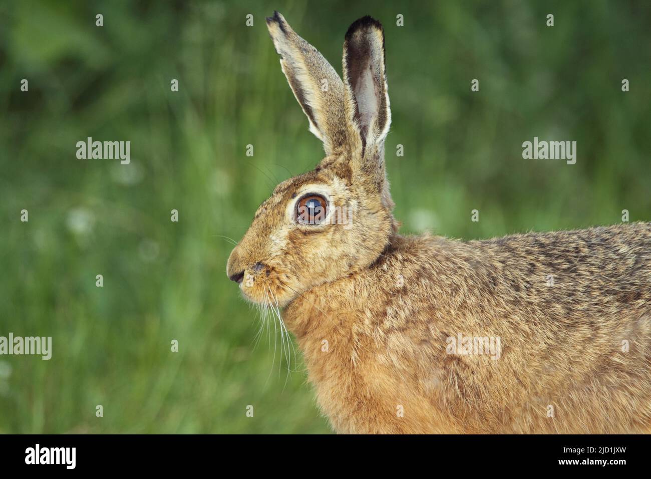 Portrait of a brown hare (Lepus europaeus) in Hofheim, Taunus, Hesse ...