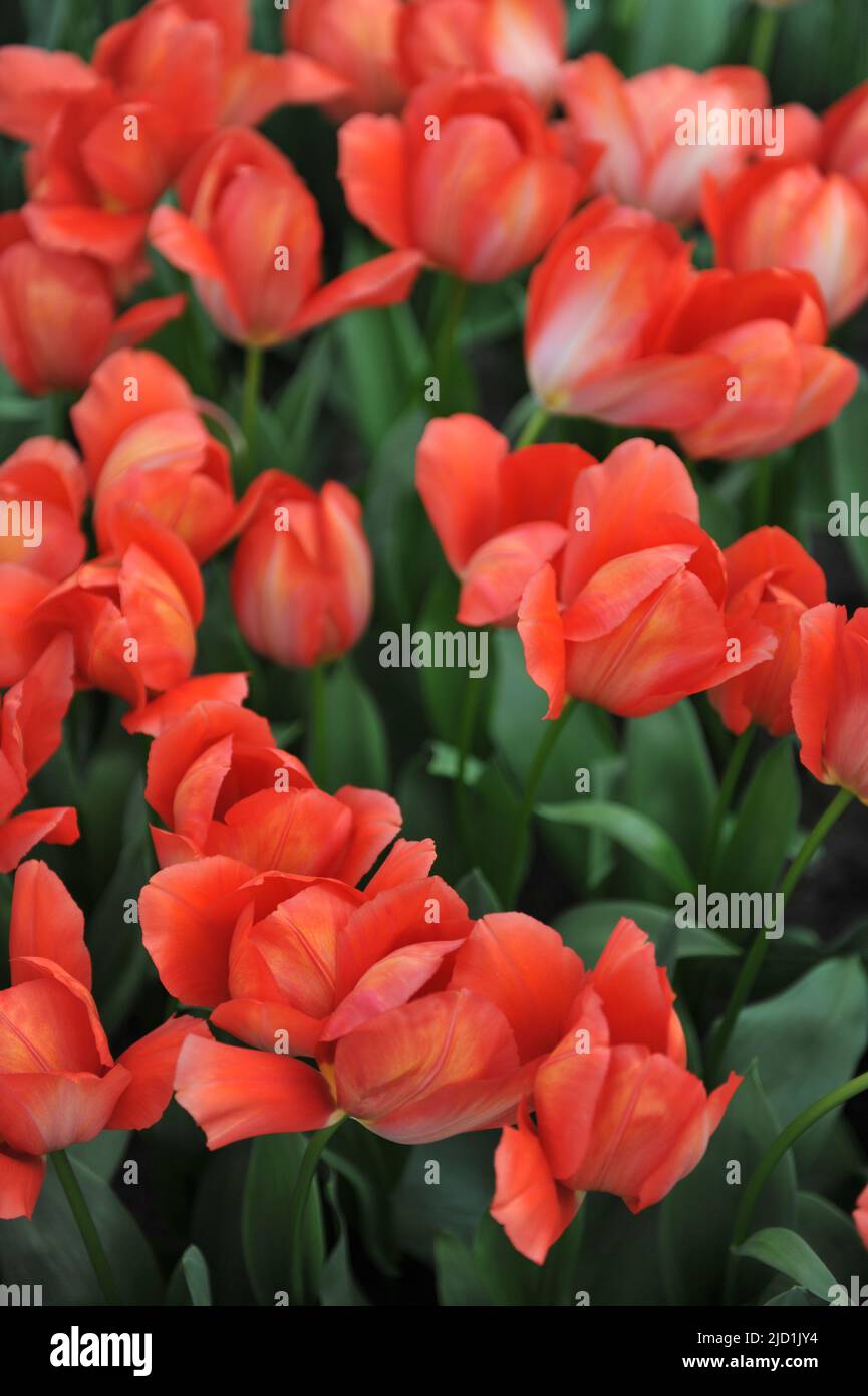 Red Darwin Hybrid tulips (Tulipa) Orange van Eijk bloom in a garden in ...