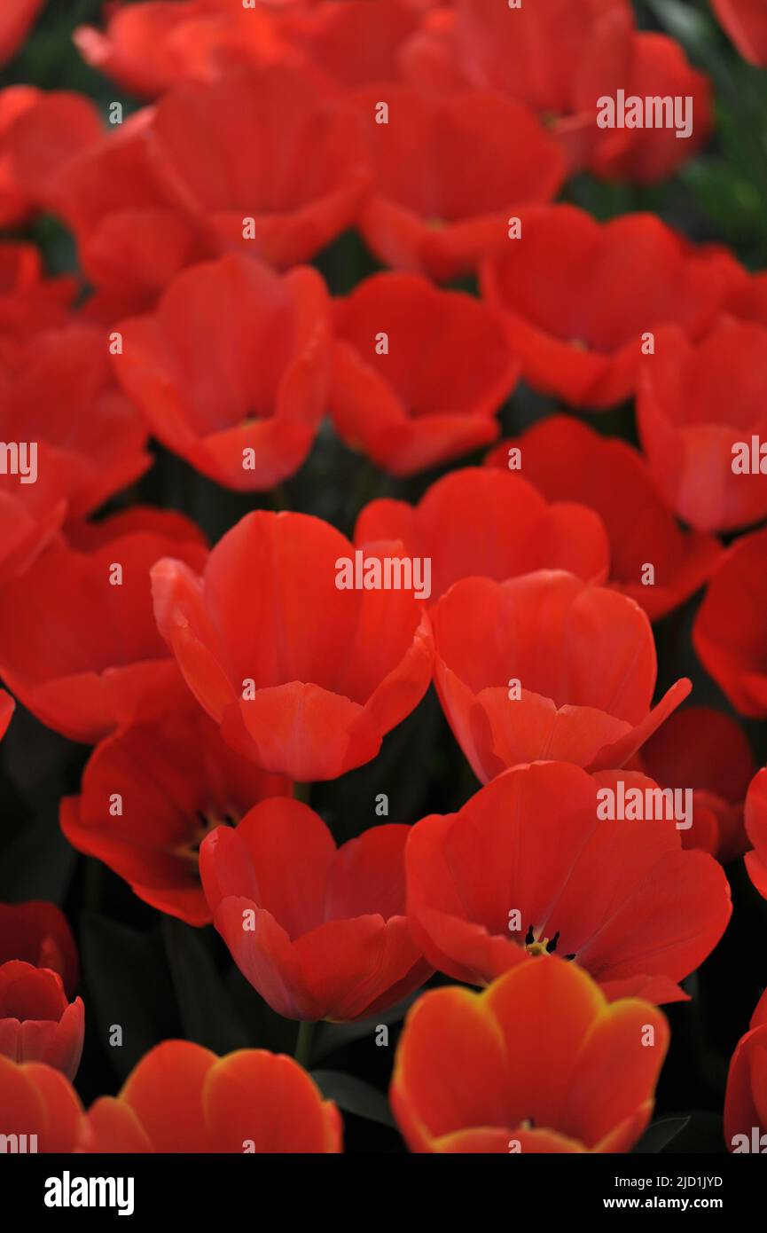 Tulipa orange van eijk hi-res stock photography and images - Alamy