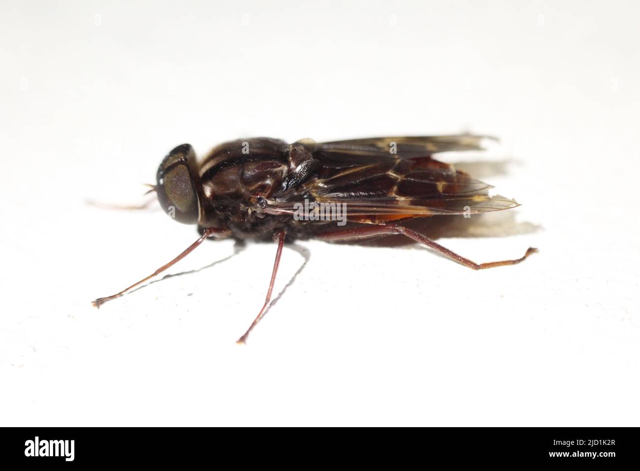 big eyed fly isolated on a natural white background Stock Photo - Alamy