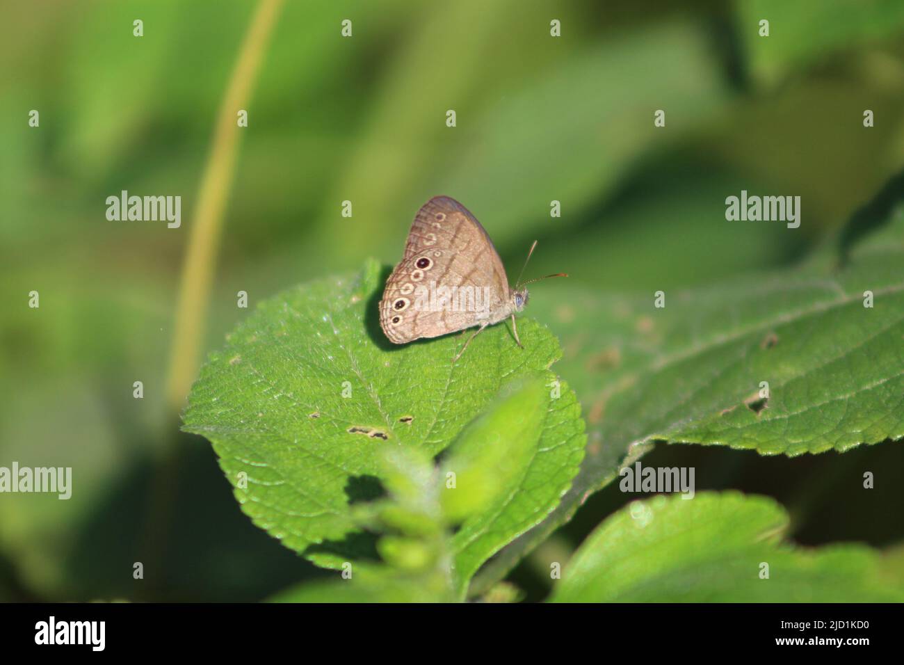 Hermes Ringlet butterfly (Hermeuptychia hermes) resting on a green leaf ...