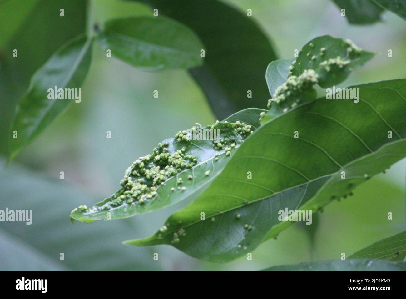 leaf galls close on the banks of the Macal River in Western Belize ...