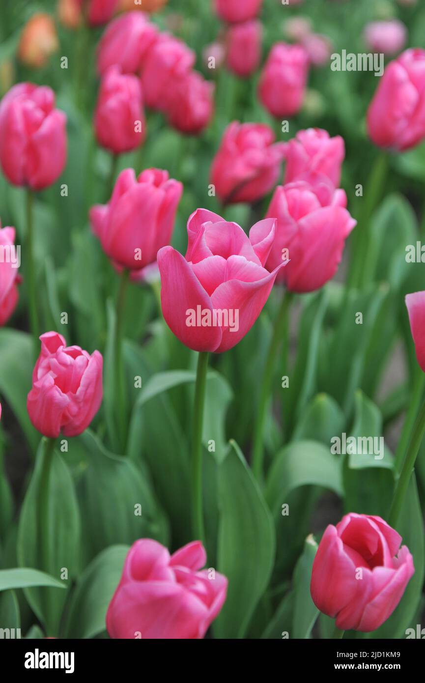 Pink Triumph tulips (Tulipa) Oregon Star bloom in a garden in April ...