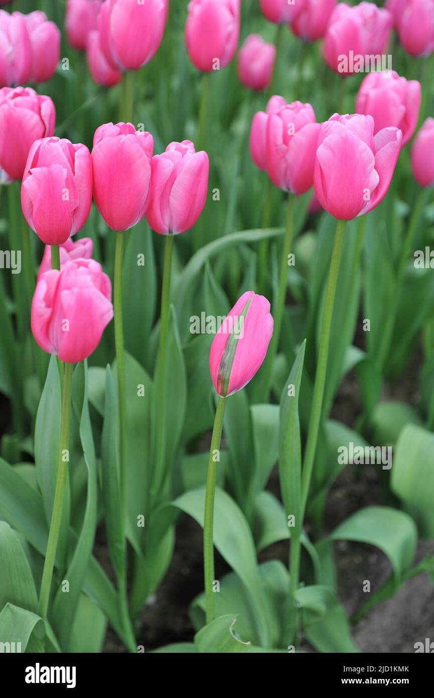 Pink Triumph tulips (Tulipa) Oregon Star bloom in a garden in April ...