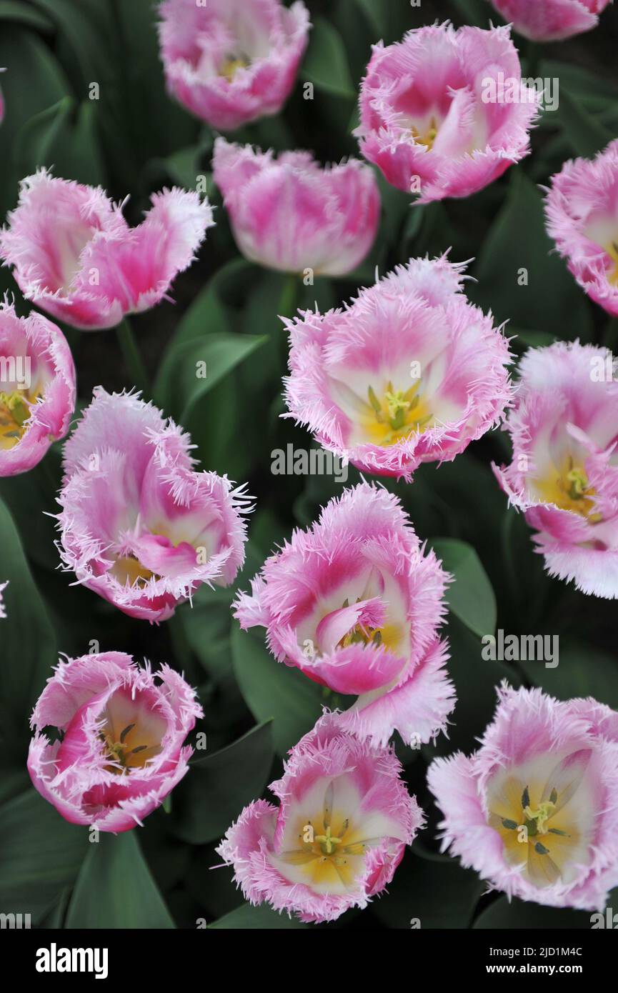 Pink and white fringed tulips (Tulipa) Oviedo bloom in a garden in ...