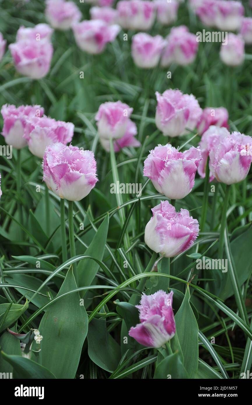 Pink and white fringed tulips (Tulipa) Oviedo bloom in a garden in ...