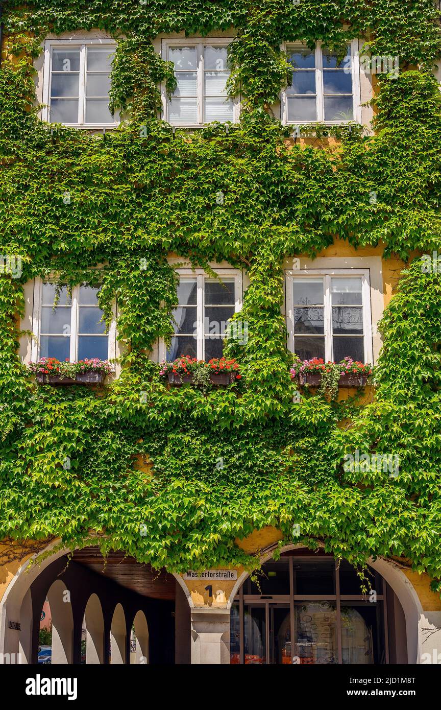 Town hall facade planted with boston ivy (Parthenocissus tricuspidata ...