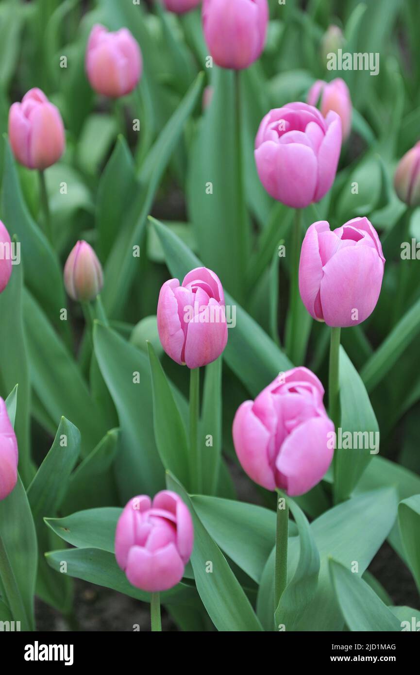 Pink Triumph tulips (Tulipa) Ozon bloom in a garden in March Stock ...