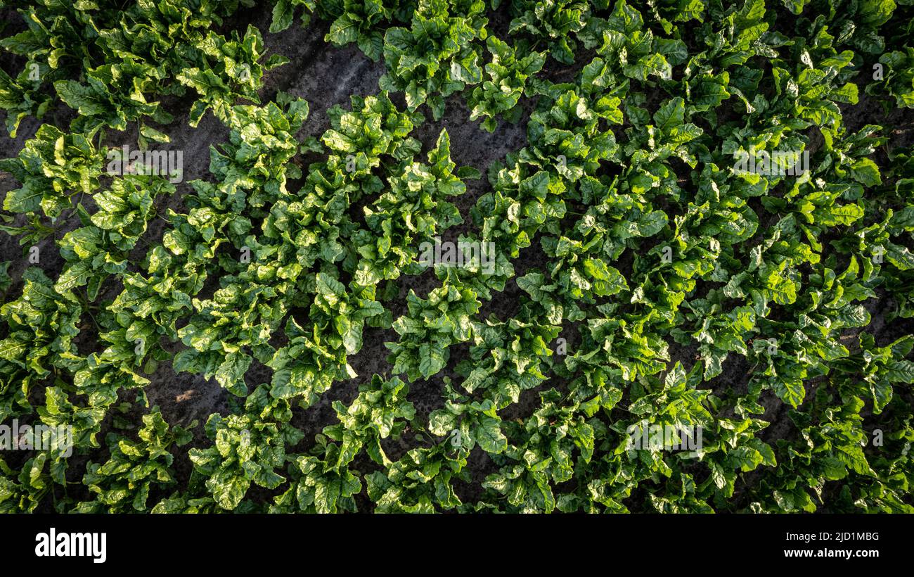 Aerial view drone shot Close-up of green kale crops on field, top view ...
