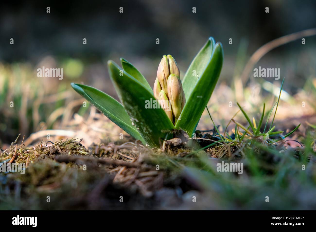 Grow green plant hi-res stock photography and images - Alamy