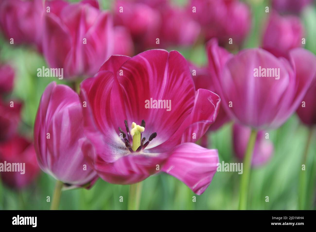 Tulipa graffiti hi-res stock photography and images - Alamy