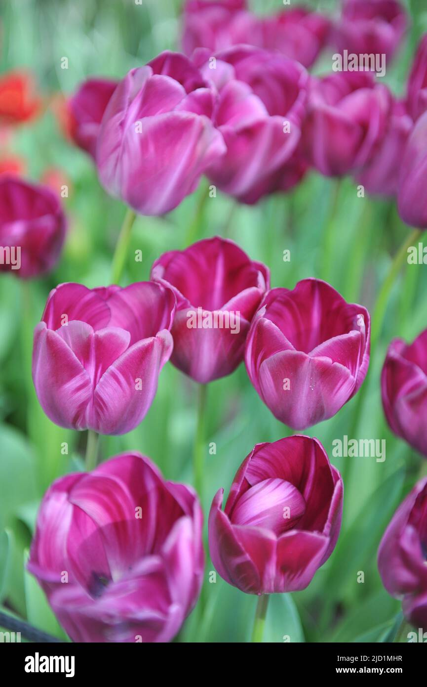 Tulipa graffiti hi-res stock photography and images - Alamy