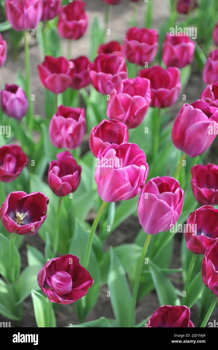 Tulipa graffiti hi-res stock photography and images - Alamy