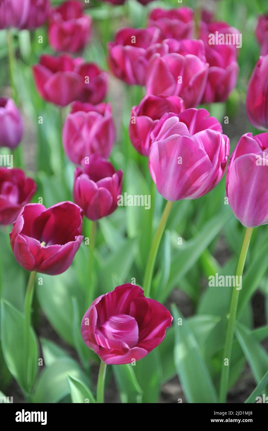 Purple Triumph tulips (Tulipa) Paarse Graffiti bloom in a garden in ...