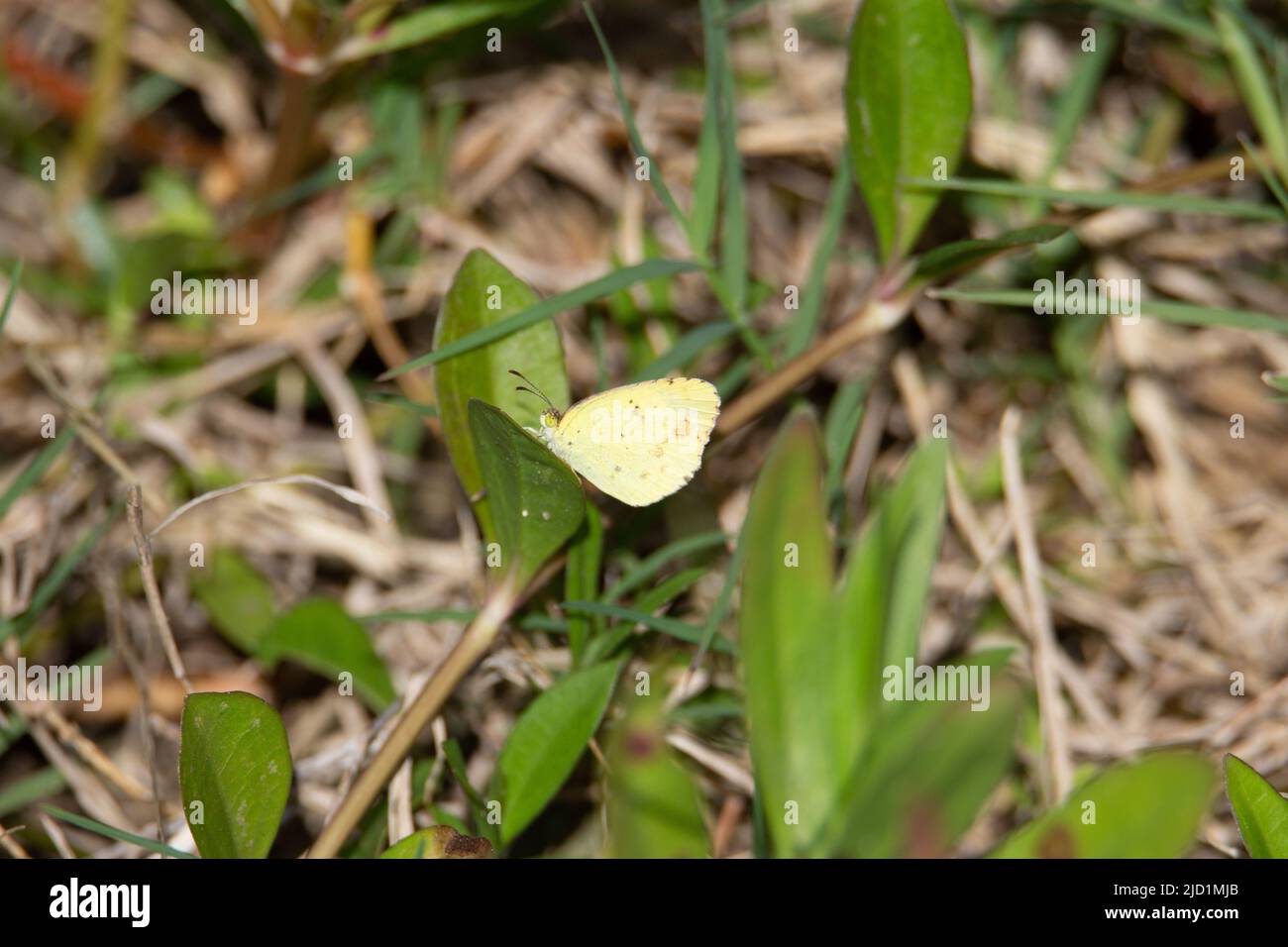 Mimosa Yellow (Pyrisitia nise) small mimosa yellow butterfly resting on ...