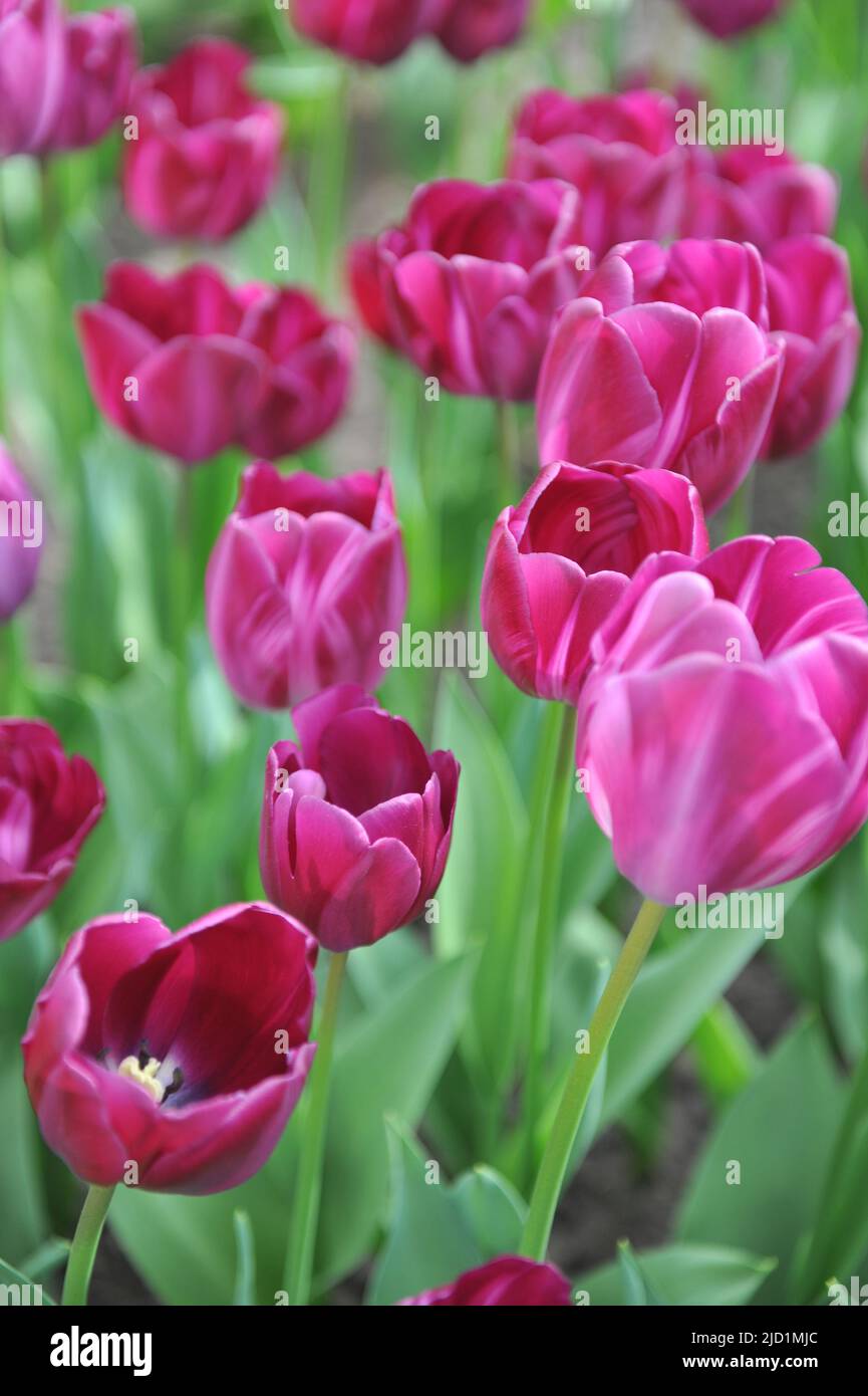 Tulipa graffiti hi-res stock photography and images - Alamy