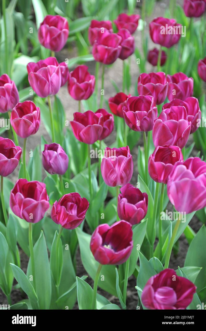 Tulipa graffiti hi-res stock photography and images - Alamy
