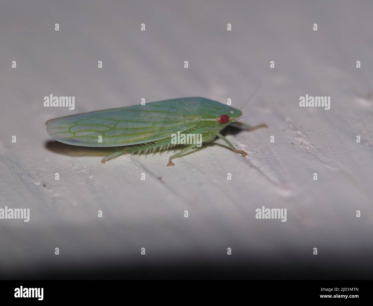 pale green Leafhopper (family Cicadellidae) isolated on a white ...