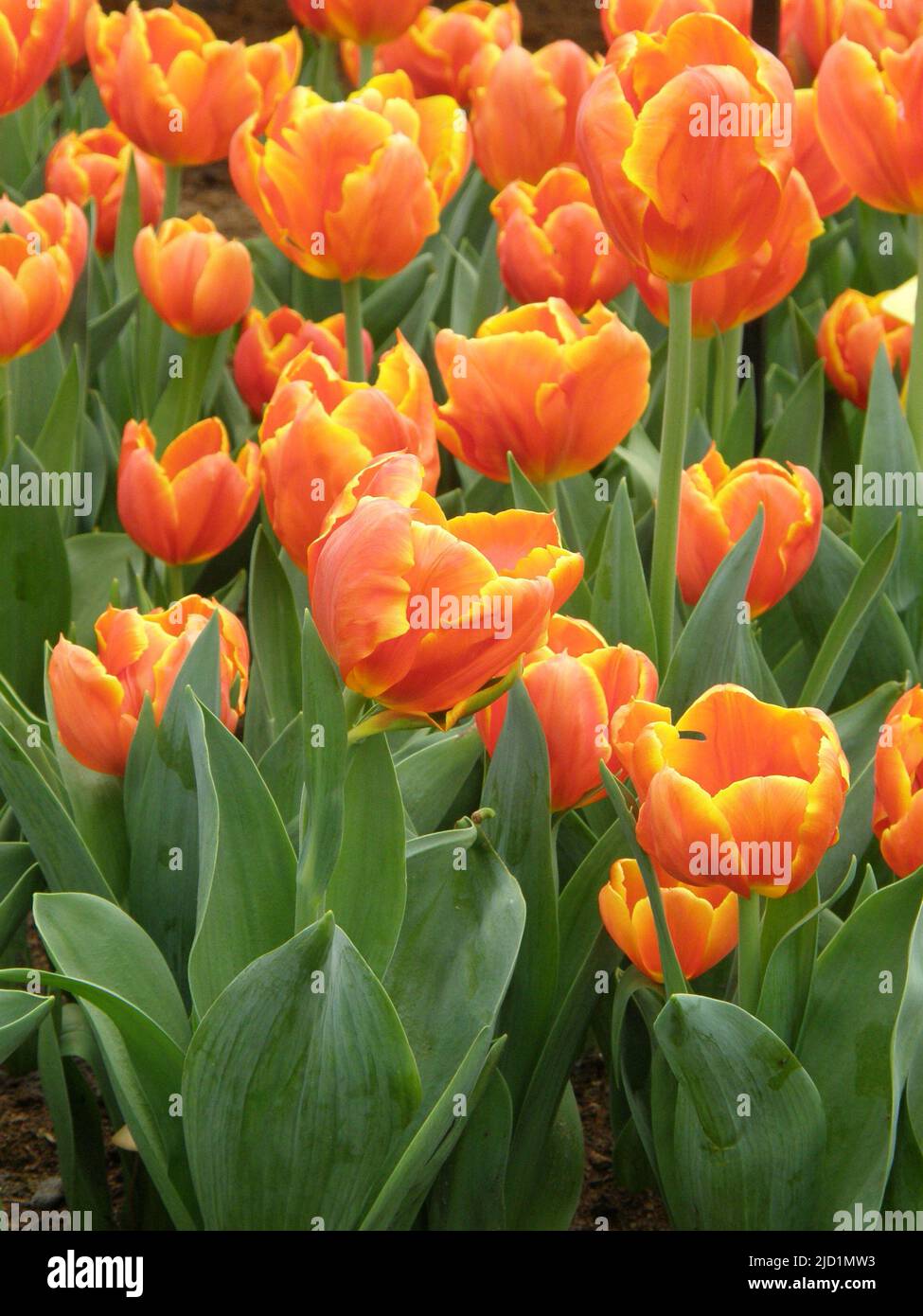Orange with yellow edges Triumph tulips (Tulipa) Pako bloom in a garden ...
