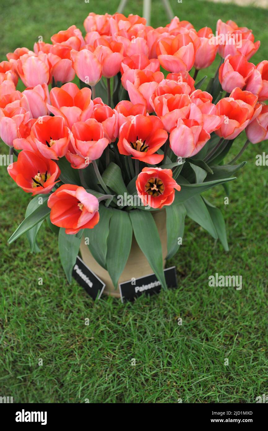 A bouquet of red Triumph tulips (Tulipa) Palestrina on an exhibition in ...