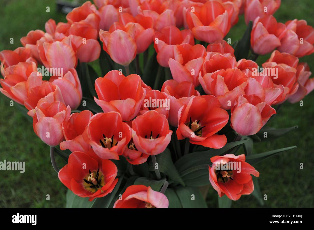 A bouquet of red Triumph tulips (Tulipa) Palestrina on an exhibition in ...