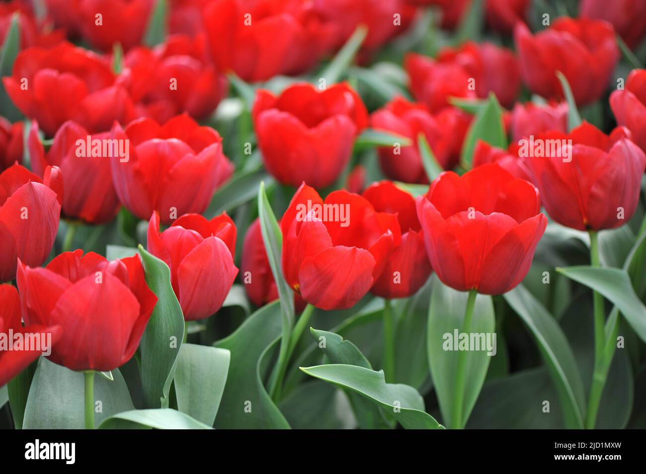 Red Triumph tulips (Tulipa) Pallada bloom in a garden in March Stock ...